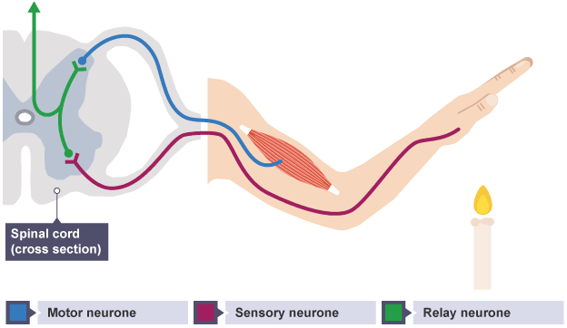 B 10 THE HUMAN NERVOUS SYSTEM - Revision Cards in GCSE Biology