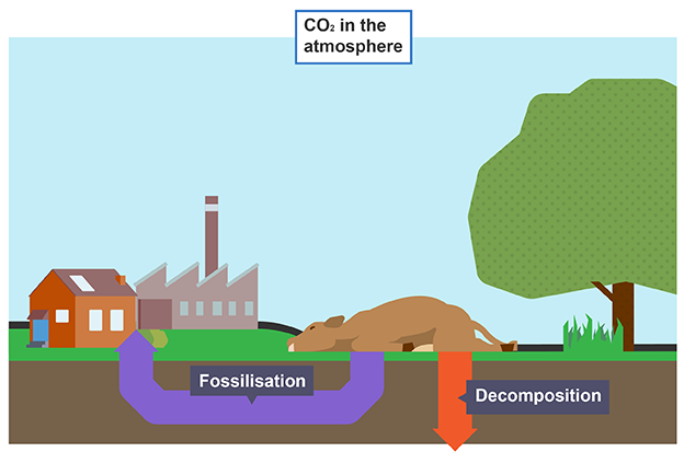 Carbon Dioxide Cycle Definition