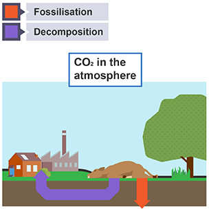The carbon cycle - The carbon cycle and decomposition (CCEA) - GCSE ...