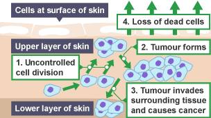 Cell division - Cell division and its role in growth and repair ...