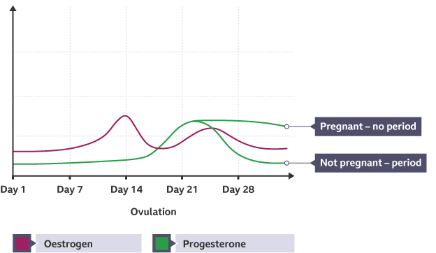 Pregnancy Hormone Chart Amazing Changes During Pregnancy: A Complete
