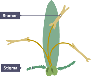 BBC Bitesize - GCSE Biology - Reproduction in plants - Revision 2