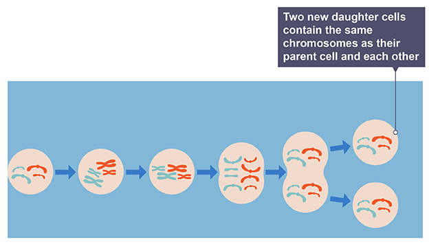 Bbc Bitesize Gcse Biology Dna And Cell Division