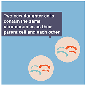 Cell Division - Cell division (CCEA) - GCSE Combined Science Revision ...