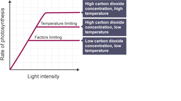 Gcse Biology Limiting Factors Photosynthesis, Limiting Factors & Uses