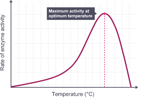 Enzymes 4 Effect Of Ph On Enzyme Activity Conclusion