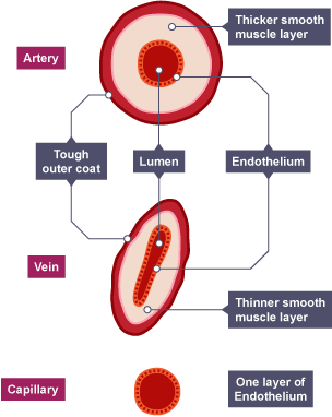 Blood vessels - The circulatory system in humans – WJEC - GCSE Biology ...