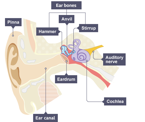 What Is Sound Waves Noise Cochlea Parts Of The Inner Ear
