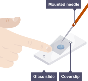 Microscopy - Cells and movement across membranes – WJEC - GCSE Biology ...