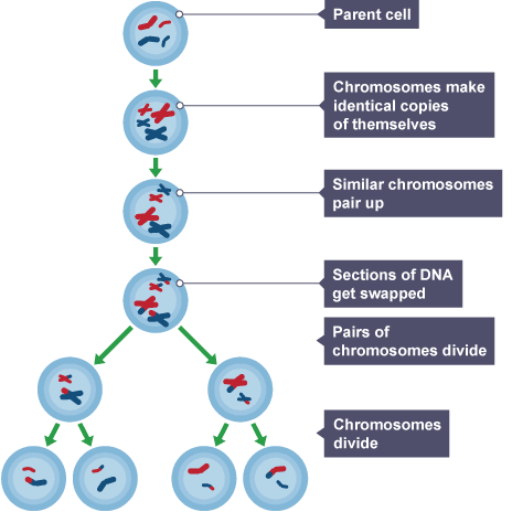 Mitosis And Meiosis Diagrams Cell Division Comparison Gcse Extension