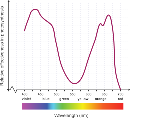 Light Absorbance Of Plants