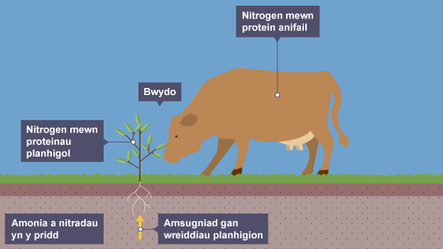 Nitrogen Syklus Trinn A) The Transformation From All Nitrogen Ions To
