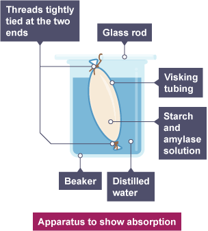 BBC Bitesize - GCSE Biology (Single Science) - The digestive system in ...