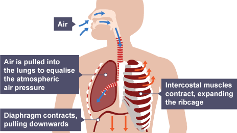 Anaerobic Respiration In Muscles