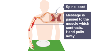 The reflex arc - Revise: Control and communication - National 5 Biology ...