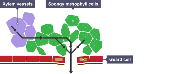 Transpiration Stream Diagram Water & The Transpiration Pull