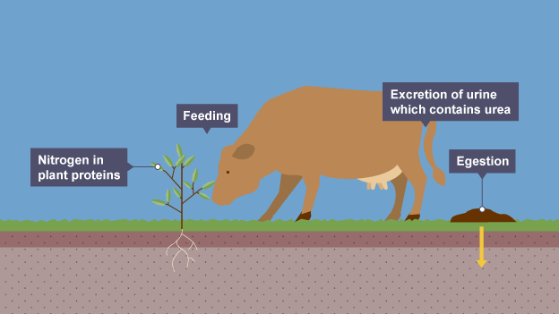 Nitrogenous Waste From Excretion And Death Nutrient Cycles (A Level