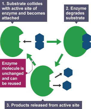 Enzyme activity - Revise: Proteins - National 5 Biology Revision - BBC ...