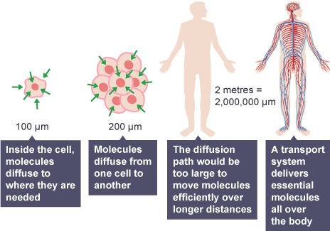 Bbc Bitesize National 5 Biology Transport Systems