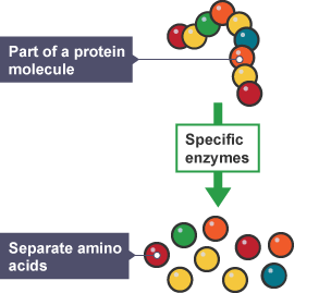 The need for digestion - Revise: Absorption of materials - National 5 ...
