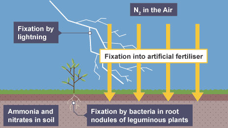Nitrogen Cycle Grade 7 430+ Nitrogen Cycle Stock Photos, Pictures