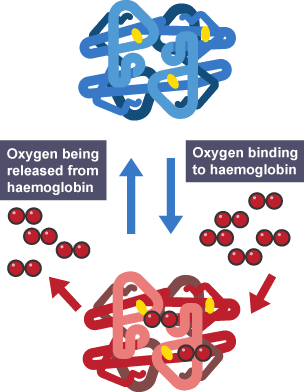 BBC Bitesize - GCSE Biology - Blood - Revision 2