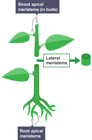 BBC Bitesize - National 5 Biology - Stem cells and meristems - Revision 2