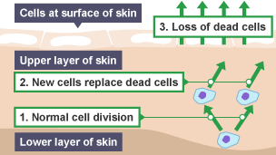 Cell division - Revise: Cell division and its role in growth and repair ...