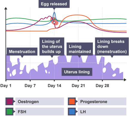 Menstrual Cycle Diagram Gcse