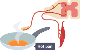 Six-mark questions - Sample exam questions - homeostasis and response ...