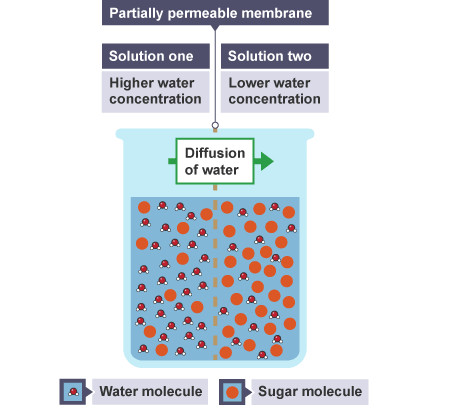 Osmosis Animation Profile For Osmosis Games