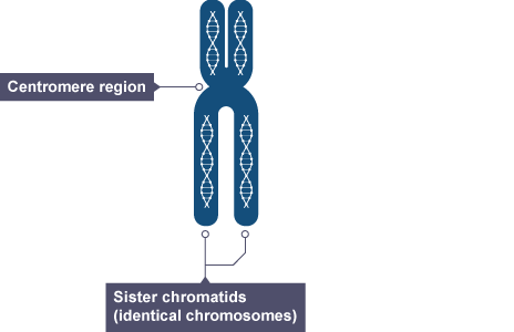 Diploid Biology Meiosis: Source Of Genetic Variation | Edexcel AS