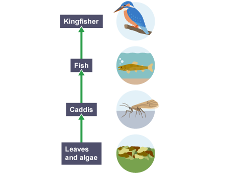 Freshwater Aquatic Food Web