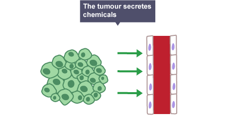 Bbc Bitesize Gcse Biology Dna And Cell Division